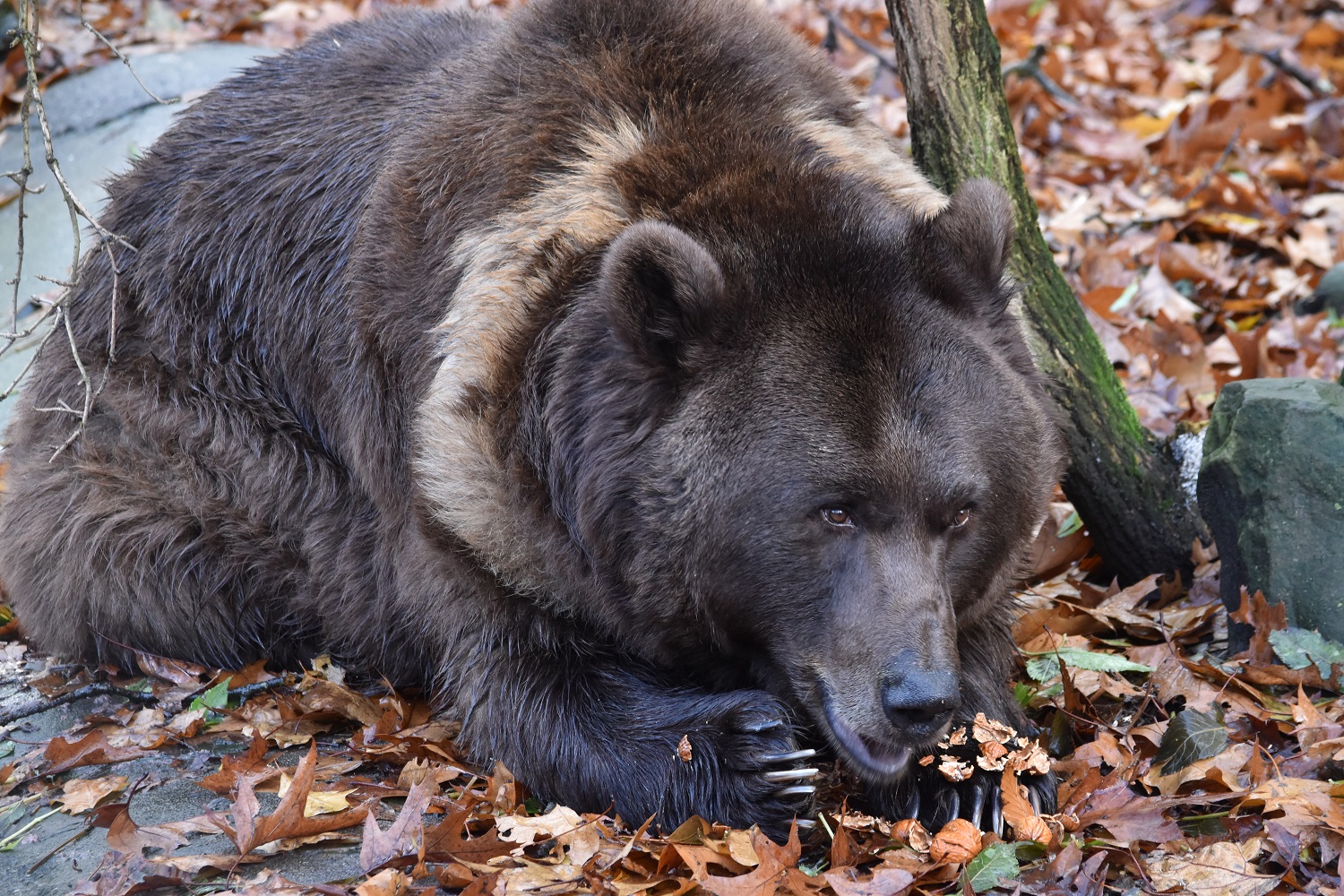 The Bear Forest – Bears in Mind