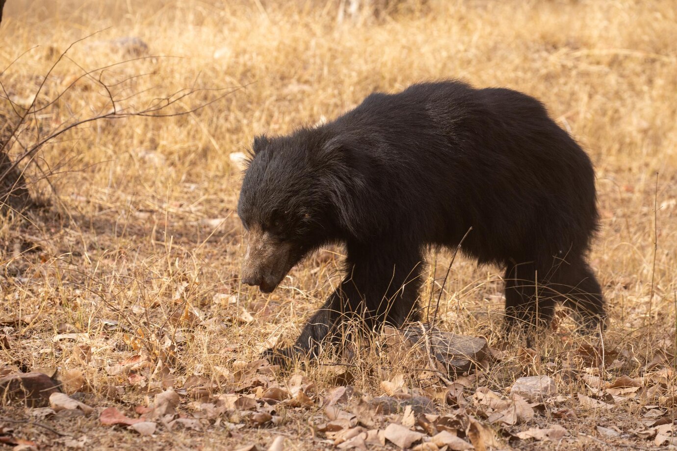 Wat te doen als je een wilde beer tegenkomt – Bears in Mind