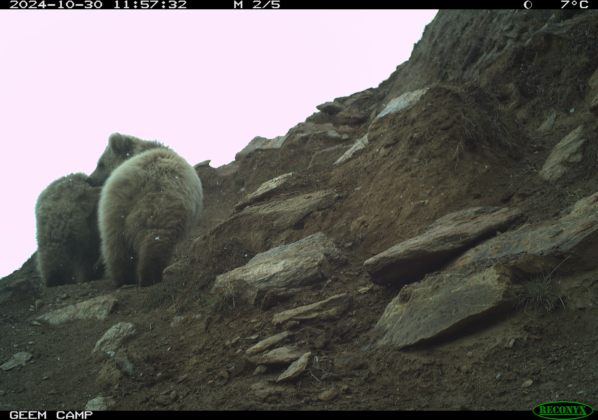 India – Bears in Mind