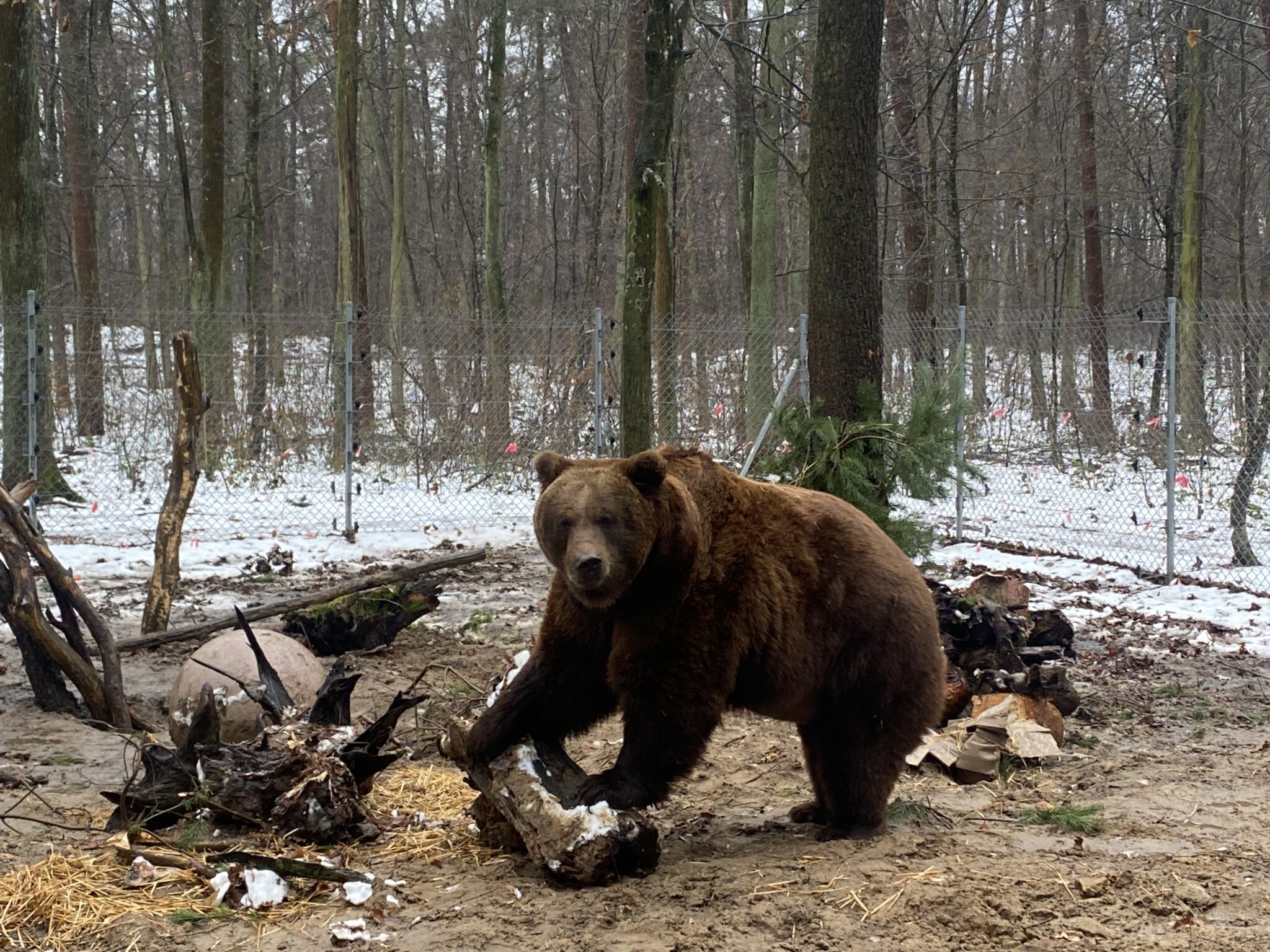 Bears in Mind – Bears in Mind beschermt de beer