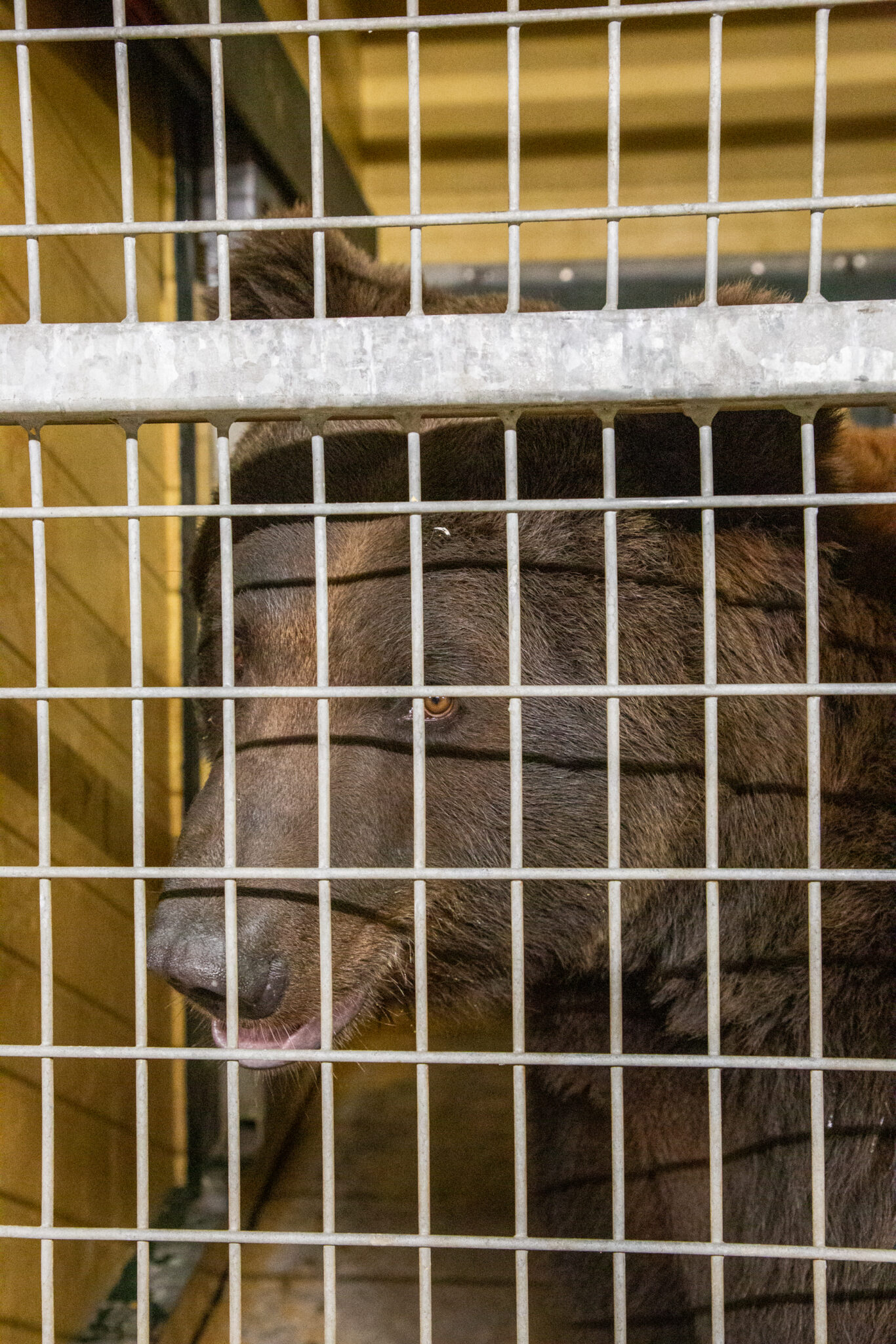 Twee beren uit Oekraïne goed aangekomen in Ouwehands Dierenpark – Bears in Mind