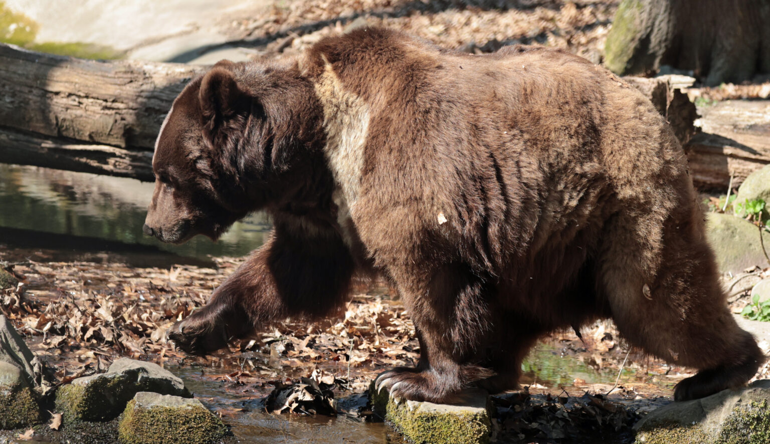 Bears in Mind – Bears in Mind beschermt de beer